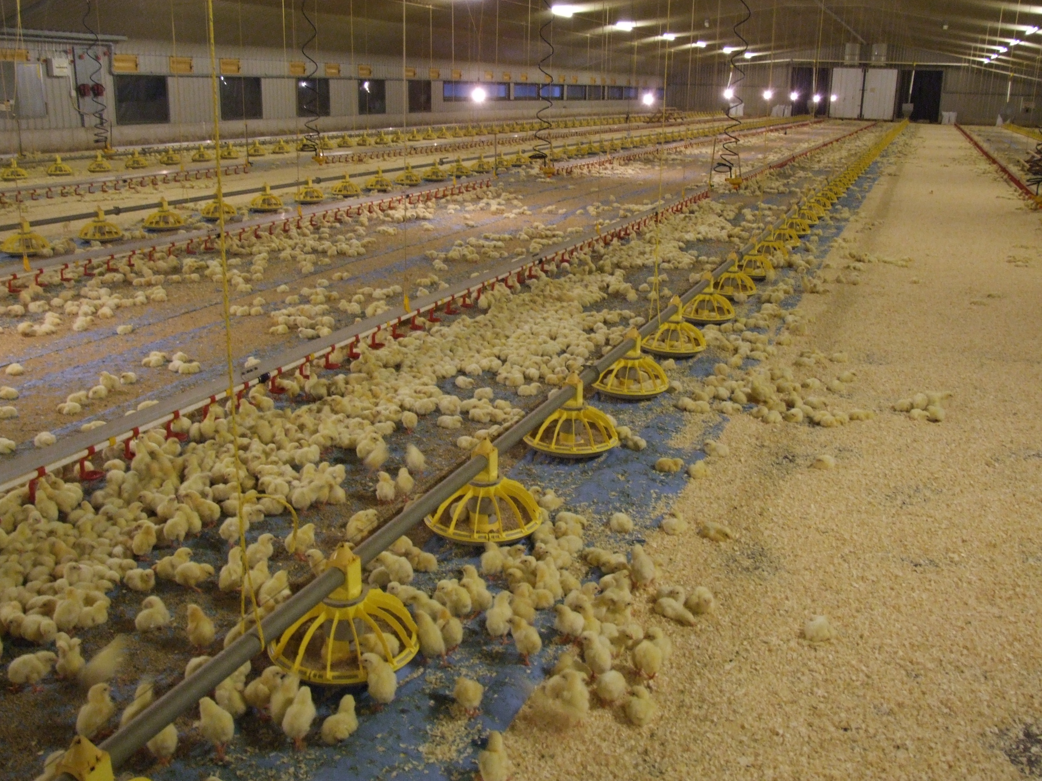 The three hallmarks of a good chick paper - Intemax